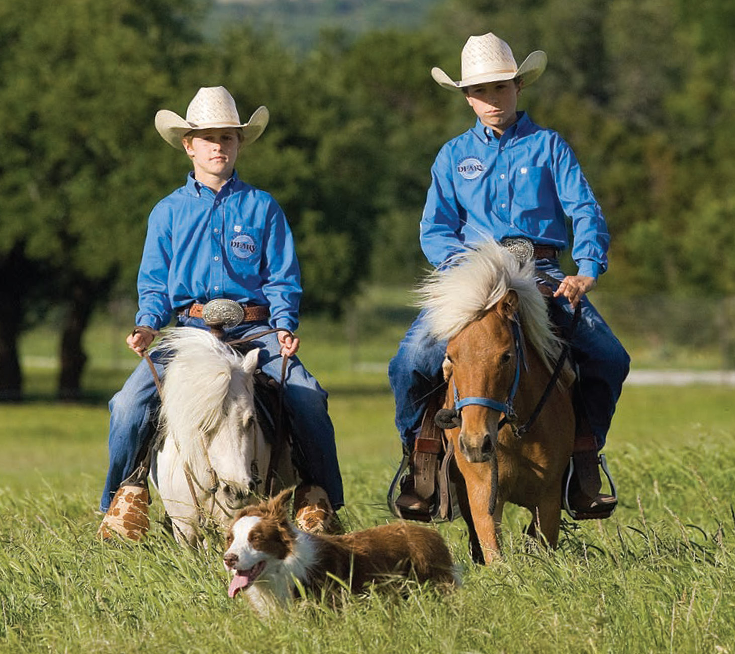 Ponies - Deary Performance Horses