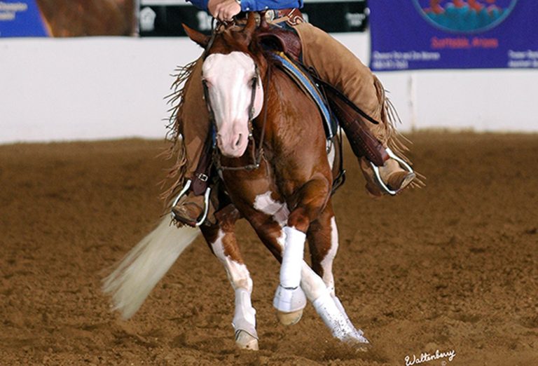 Top Horses - Deary Performance Horses