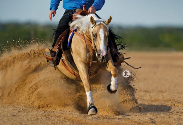 Top Horses - Deary Performance Horses