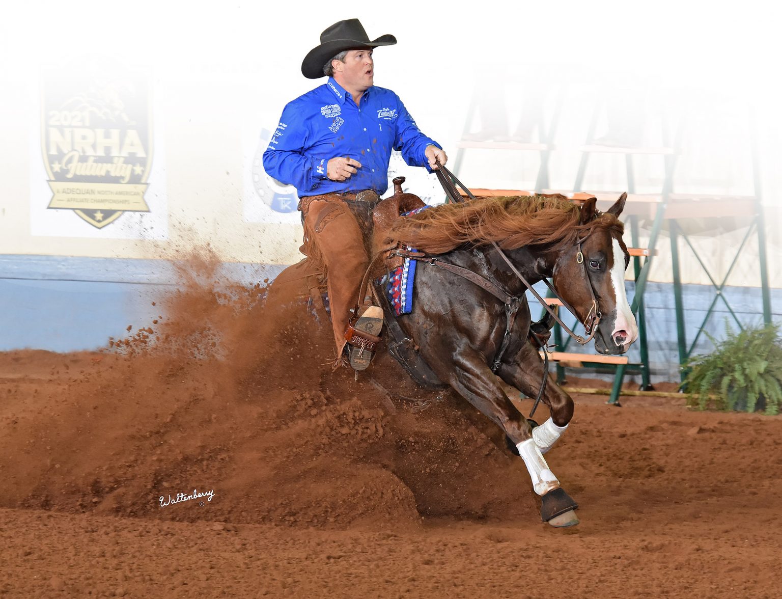 Deary Performance Horses – Team Deary